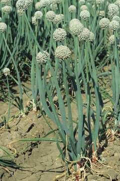 The Natural Control of Garlic Rust