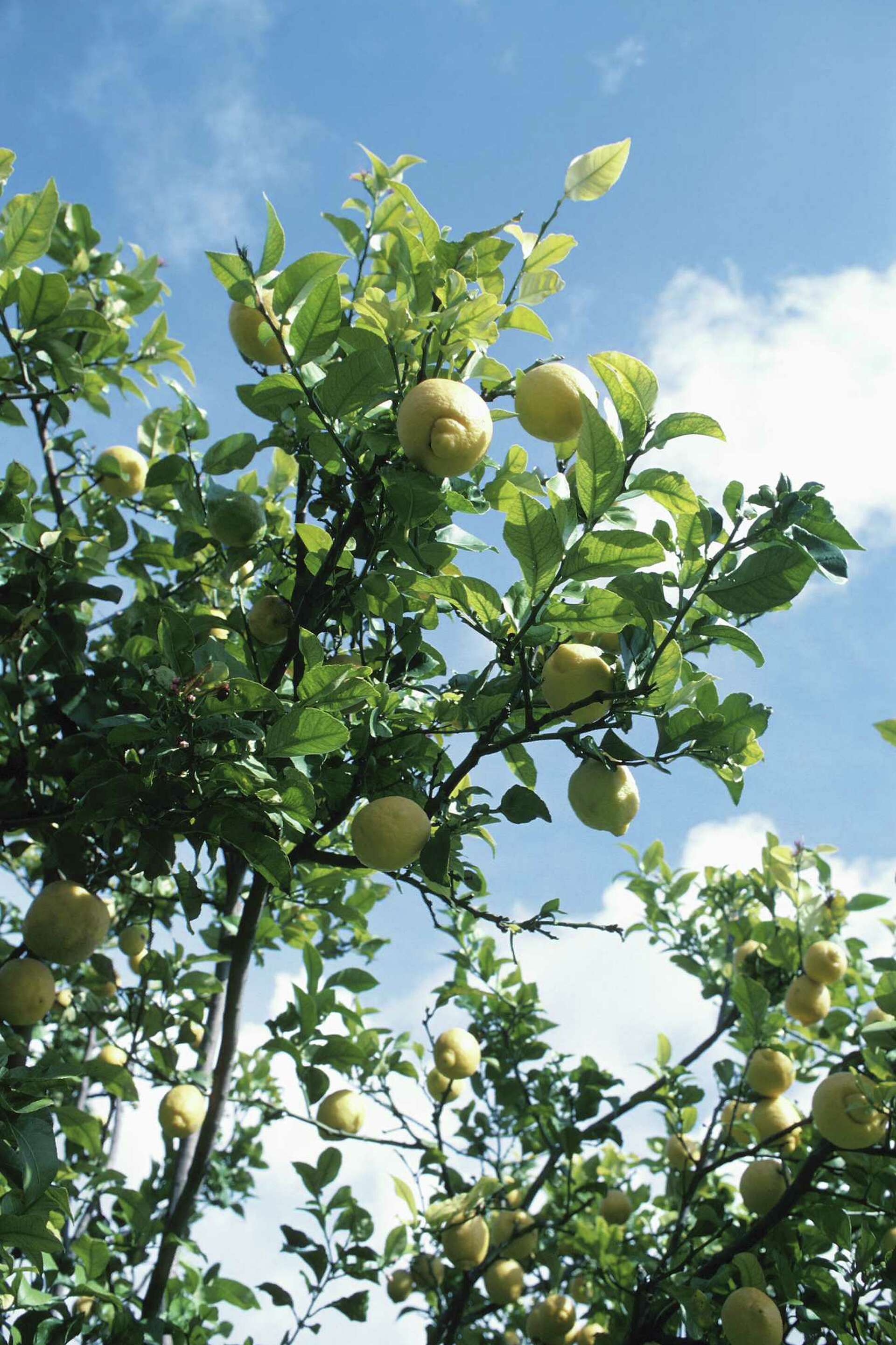 How to Grow Ponderosa Lemons From Seeds