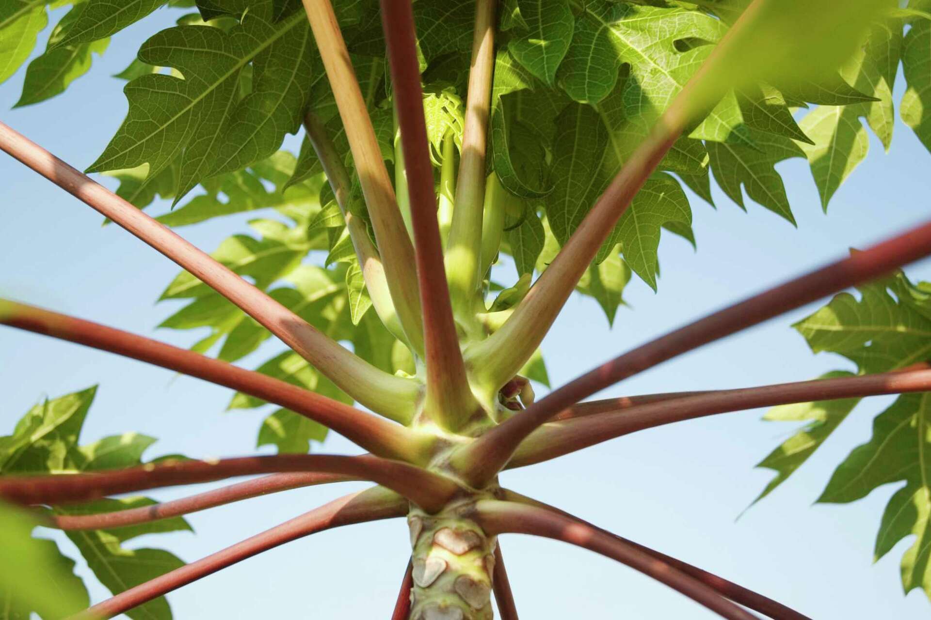 Castor Bean Germination Techniques