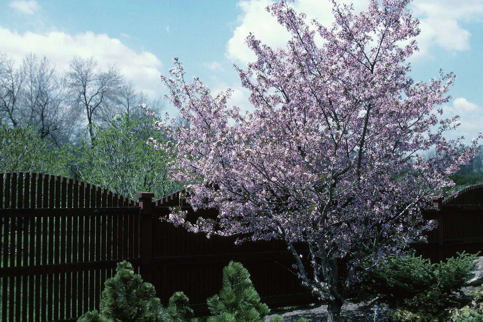 Fruit Tree Mounds, Rot & Poor Drainage