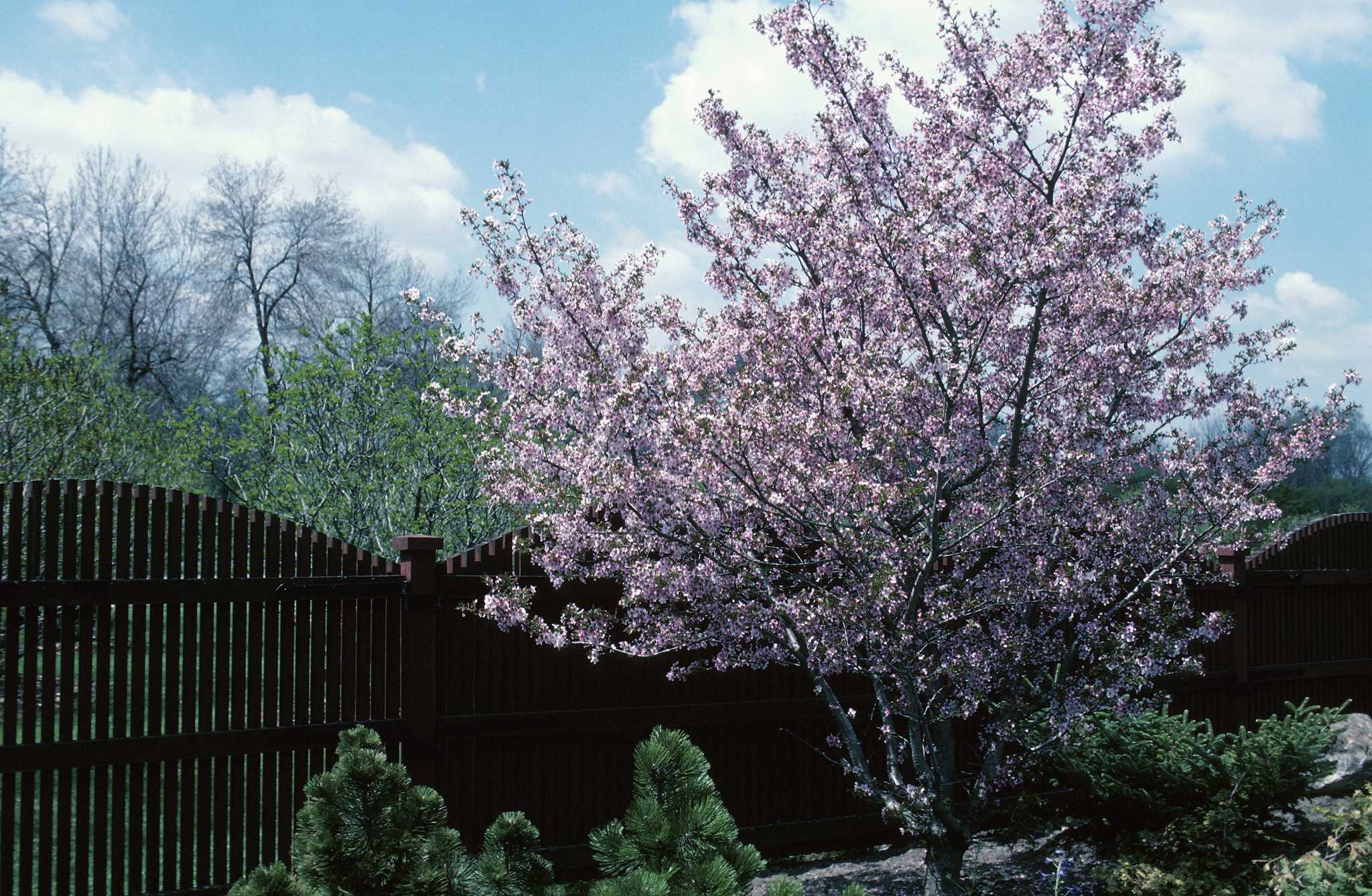 Fruit Tree Mounds, Rot & Poor Drainage