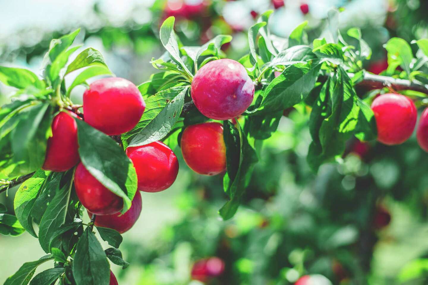 Fruit Trees That Work Well Together