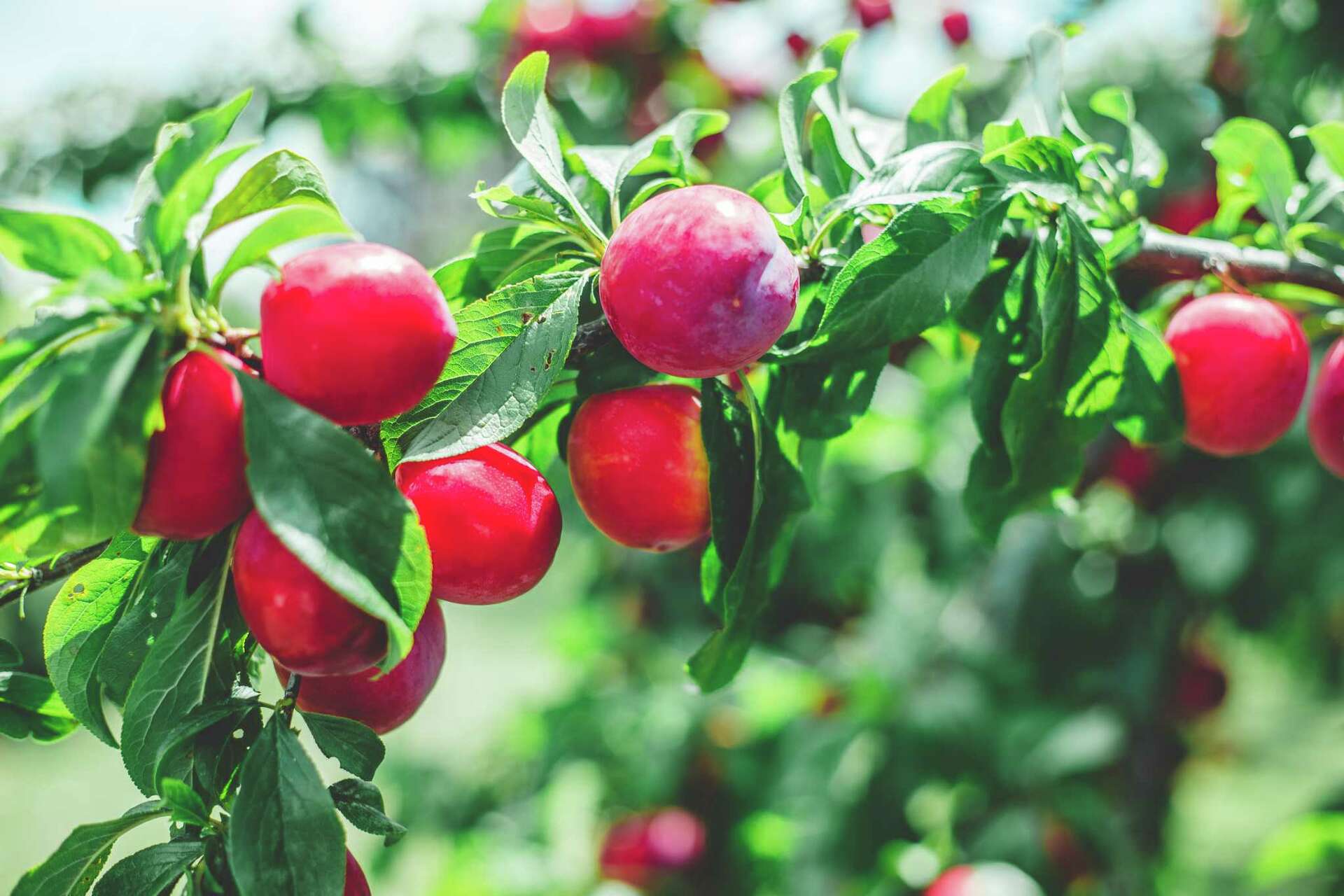 Fruit Trees That Work Well Together