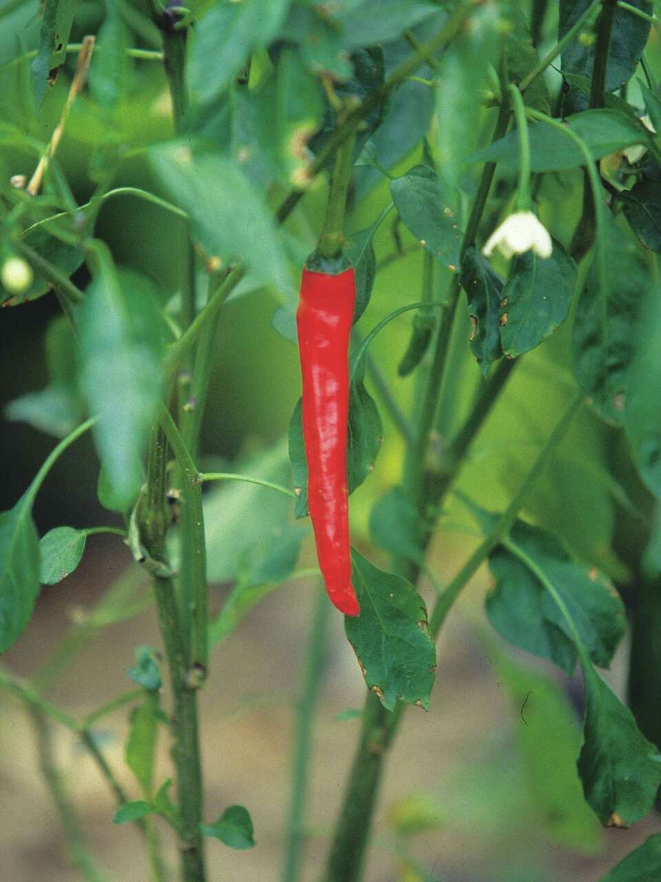 How to Make a Pepper Planter