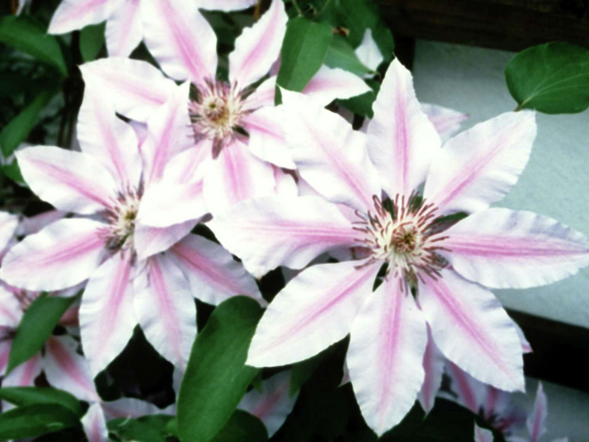 How to Root Clematis Vine Cuttings