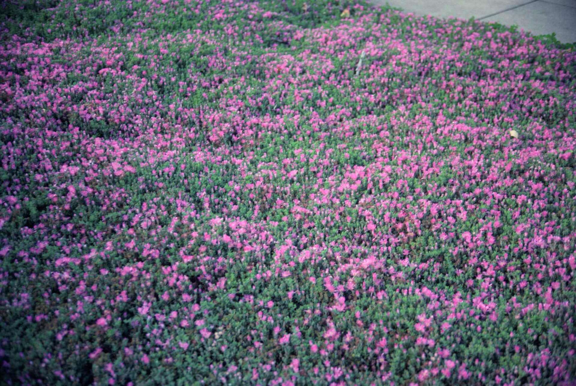 Invasive Ground Cover Plants