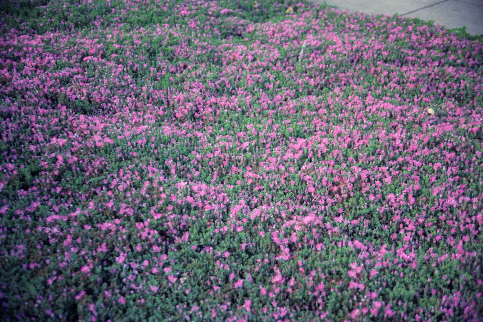 Invasive Ground Cover Plants