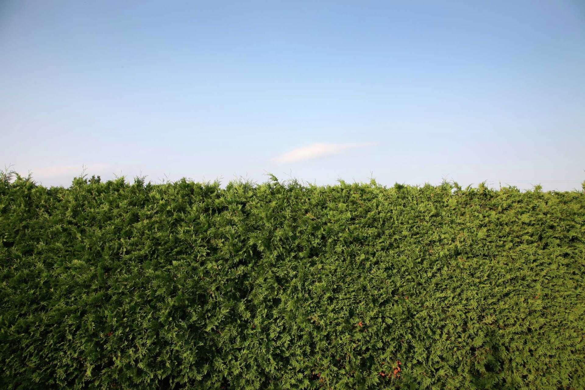 How to Get Rid of Vines in Hedges