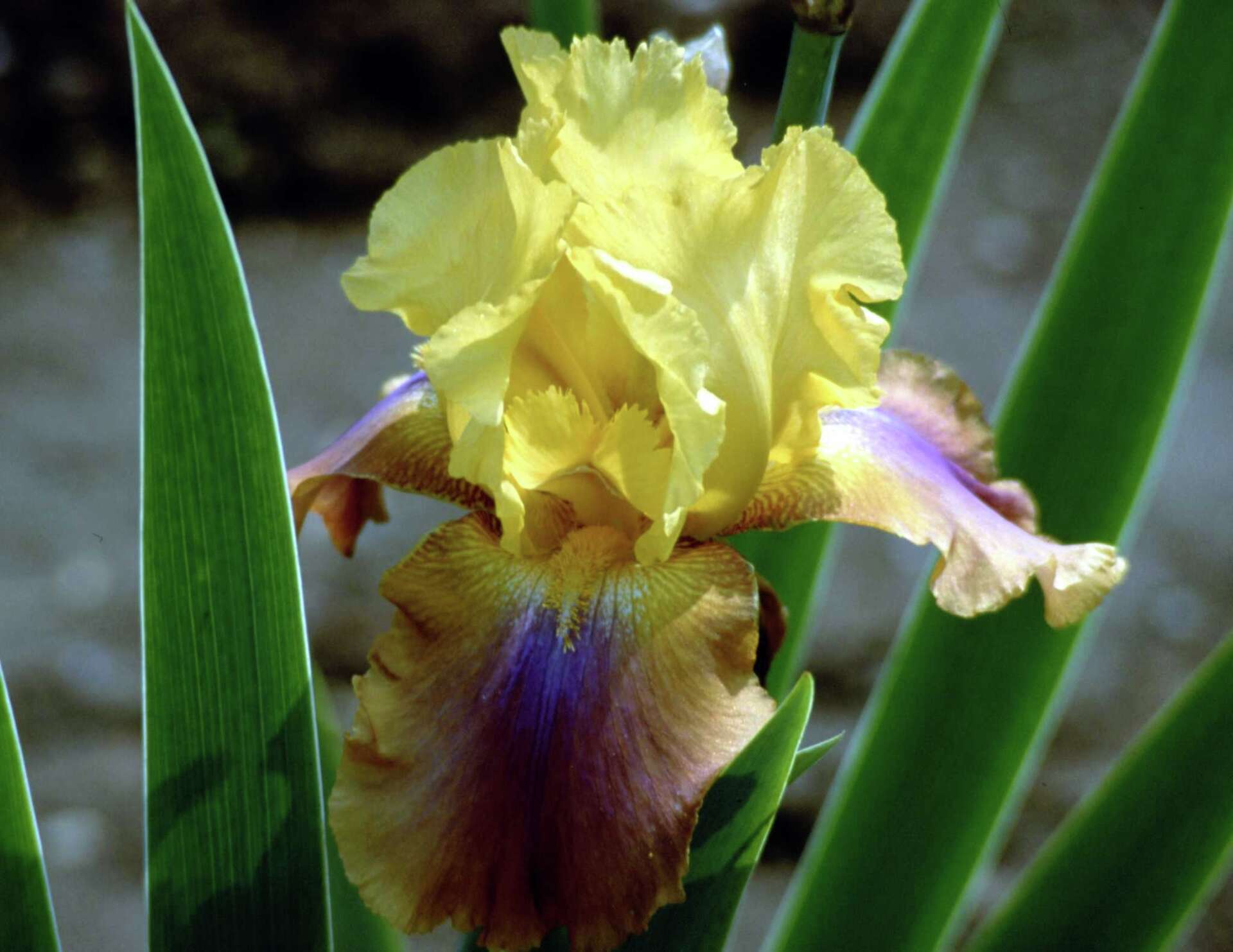 Fun Facts About Bearded Irises