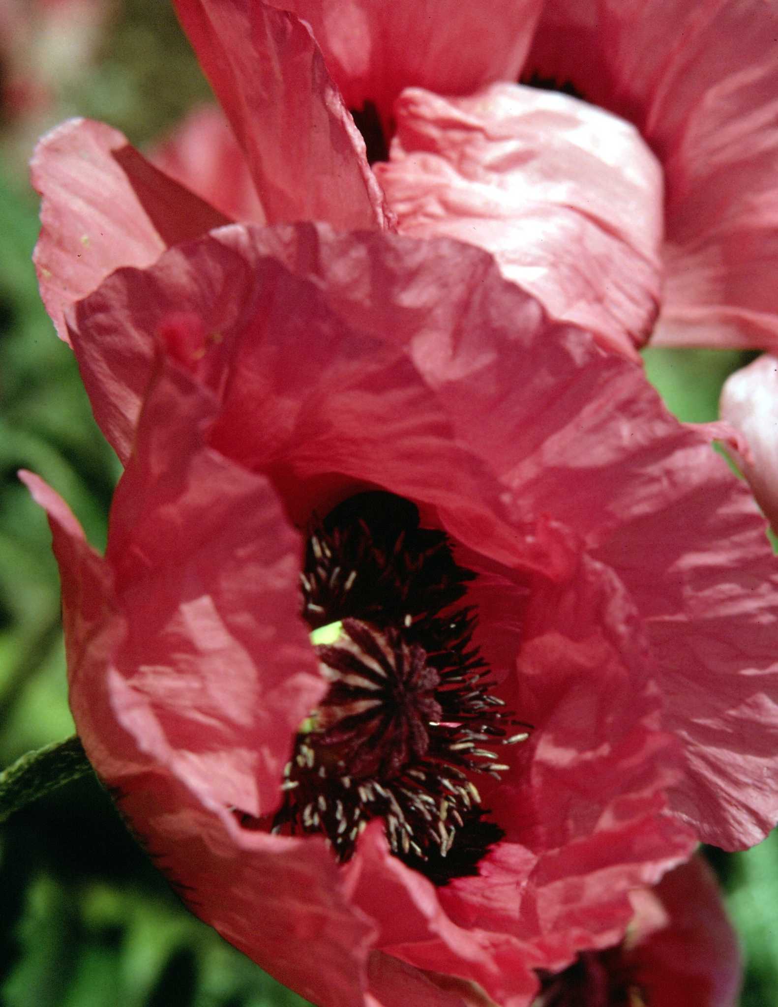Fungus Blight in Oriental Poppies