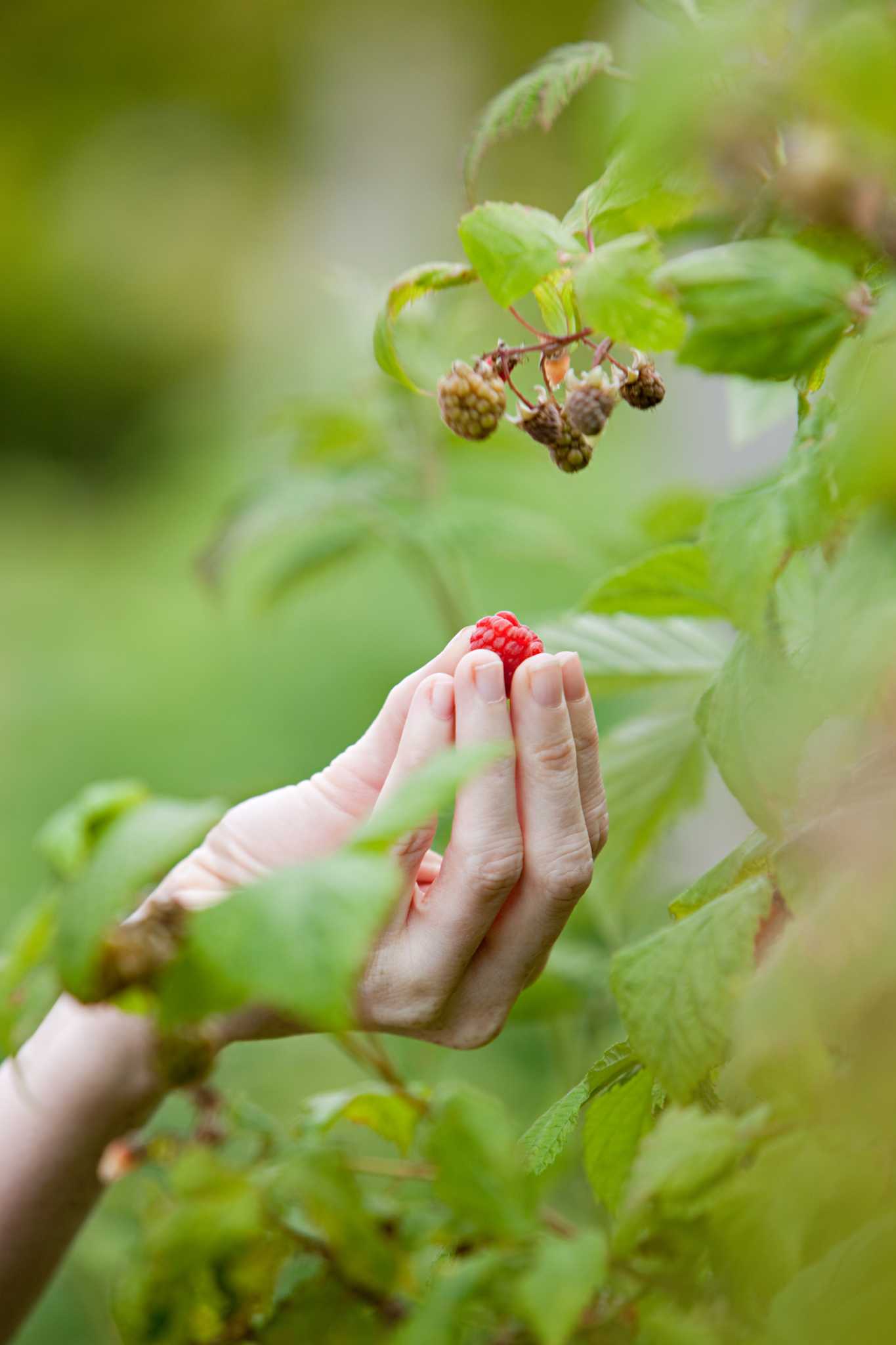 What Are the Tiny Black Flies on My Raspberry Canes?