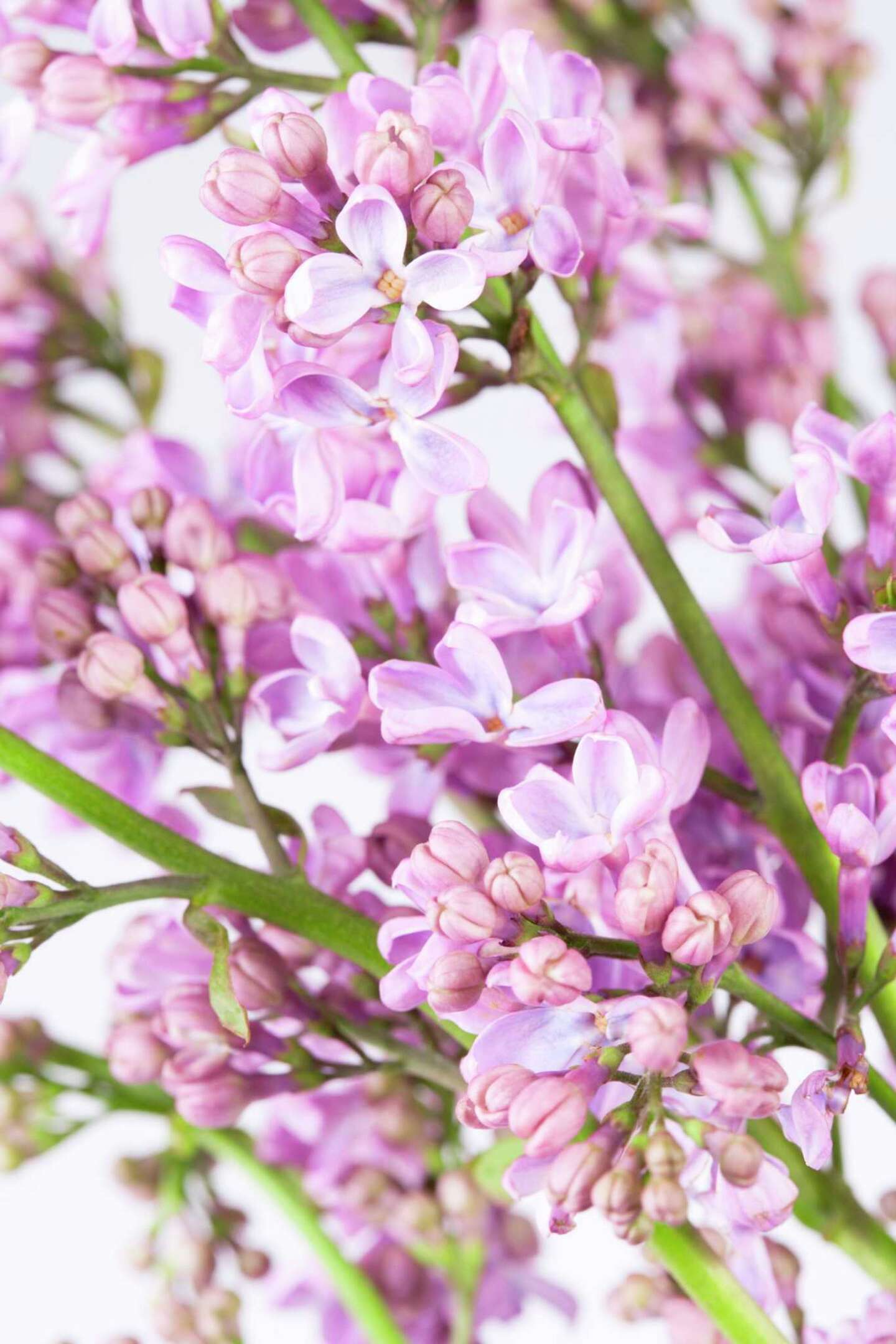 How to Get Rid of Old Lilac Roots & Trunks