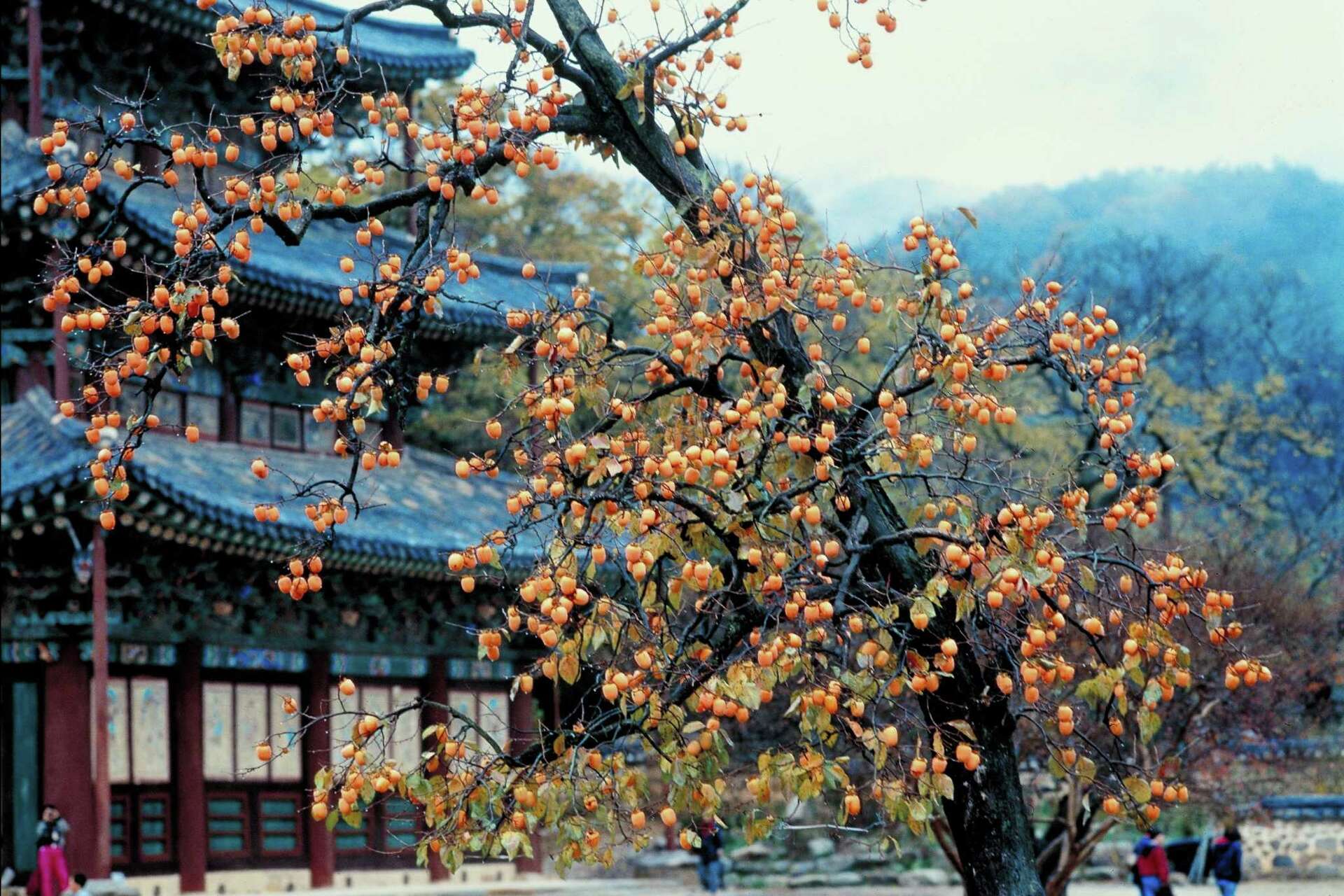 How Old are Persimmons Trees When They Begin to Set Fruit?