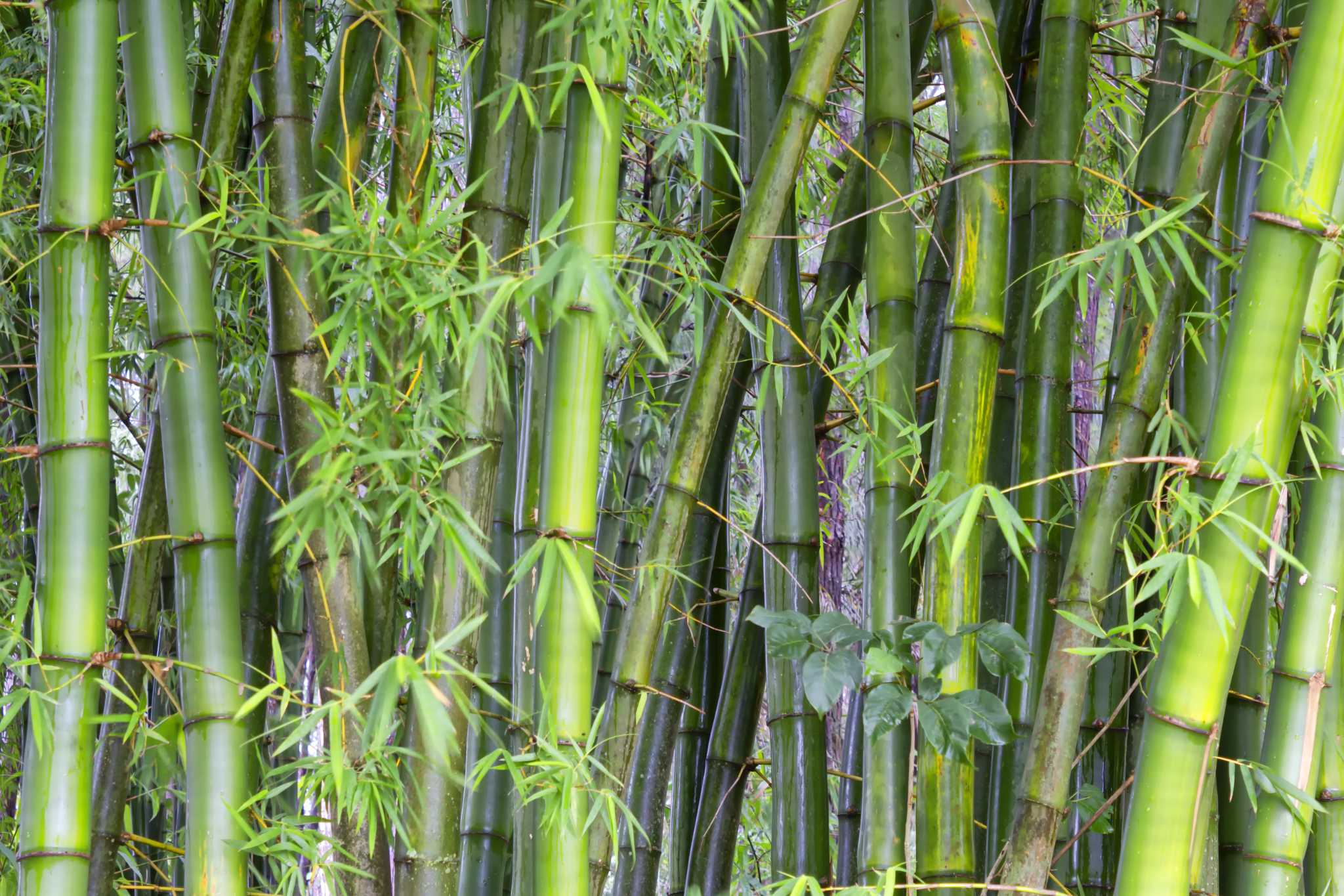 Can You Cut Lucky Bamboo Stalks Down to Size?