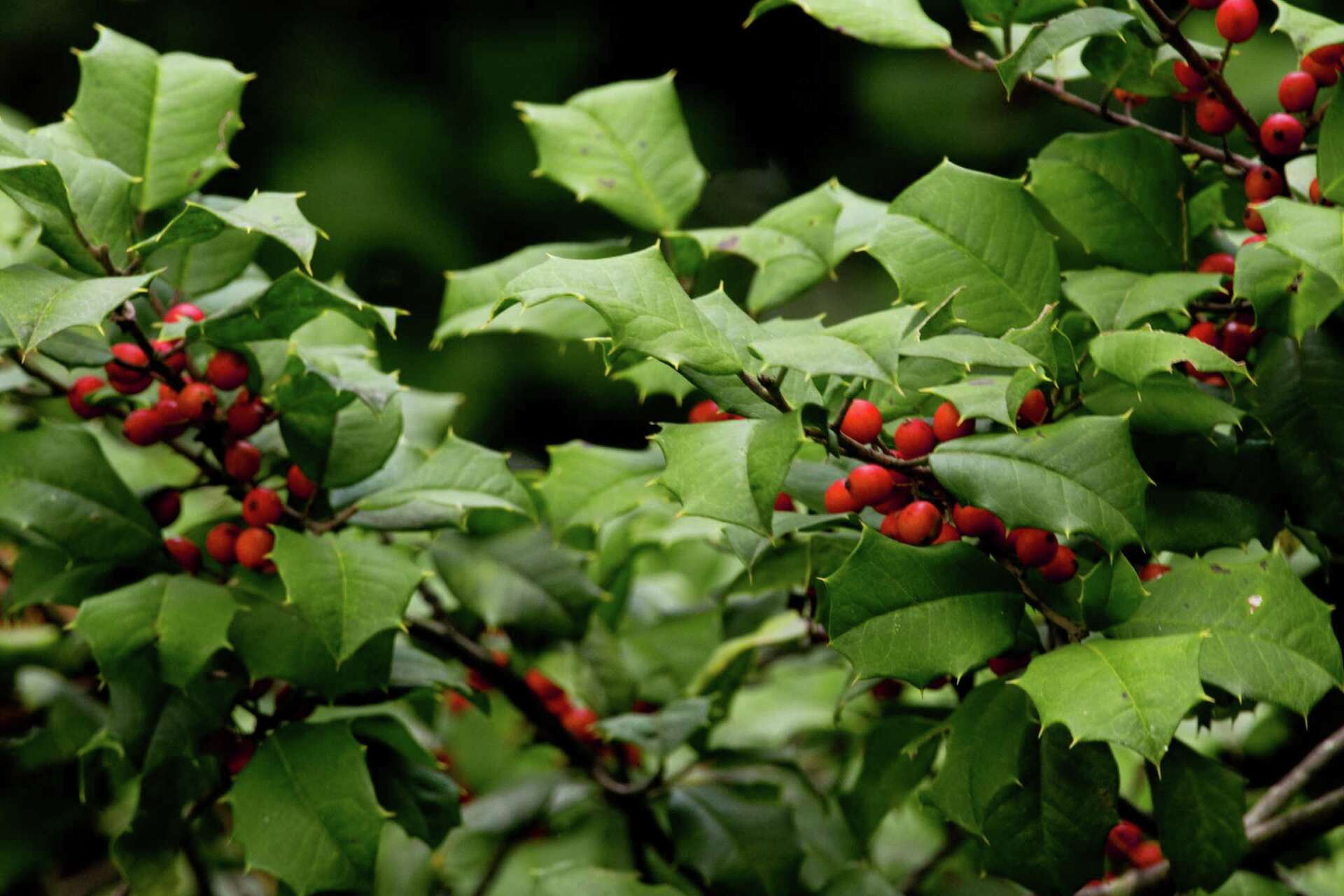 Can Cutting Back a Holly Bush Kill It?