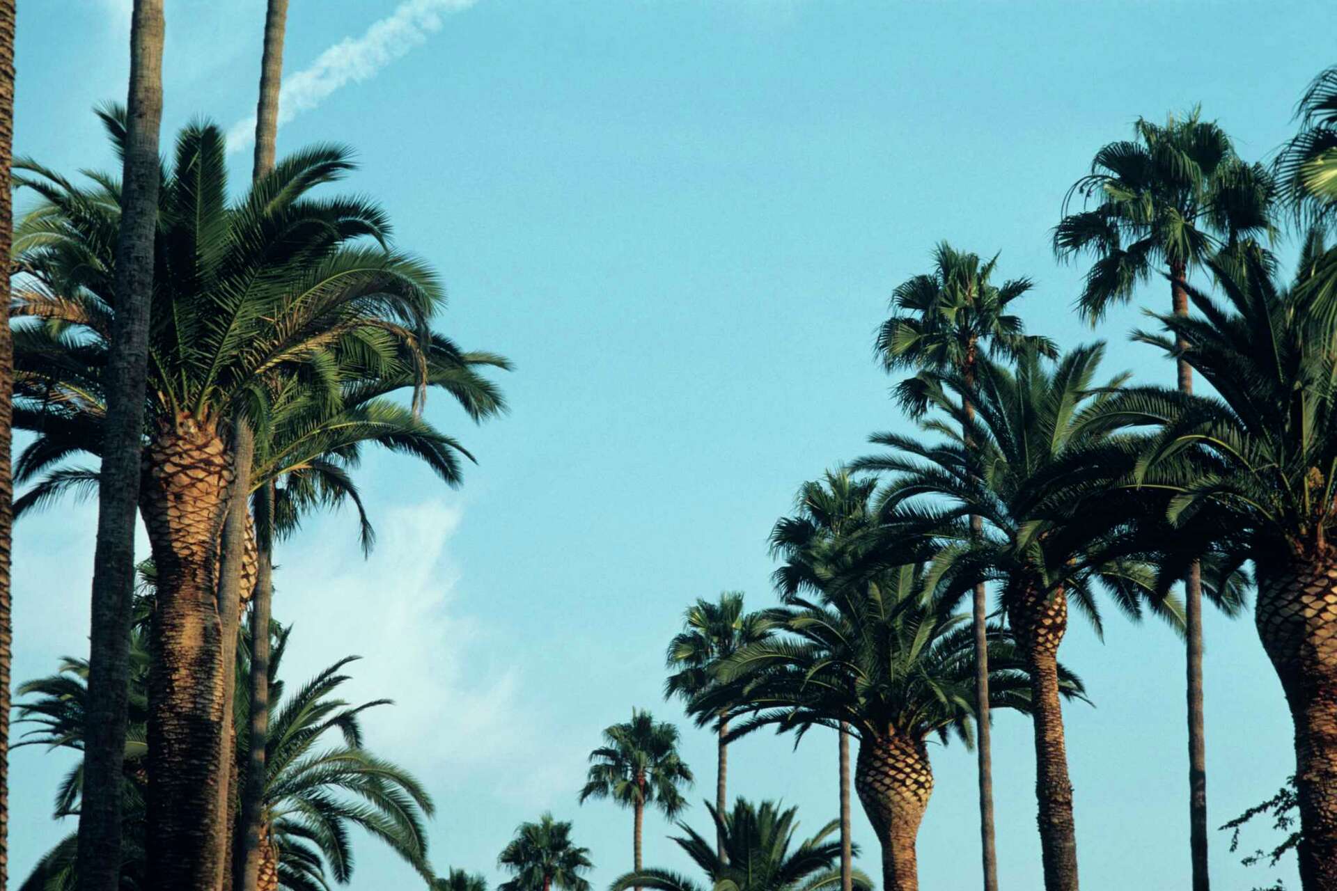 How to Make a Classic Cut on a Date Palm