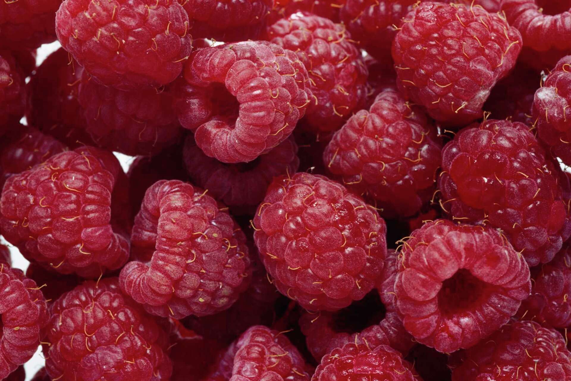 Are Summer Bearing or Ever-bearing Raspberries Better?