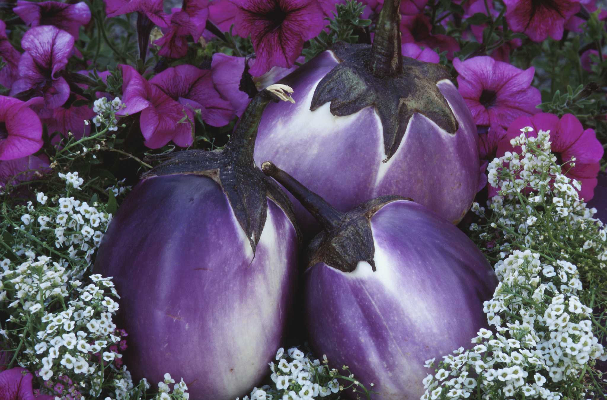 How to Garden Flowers & Vegetables Together