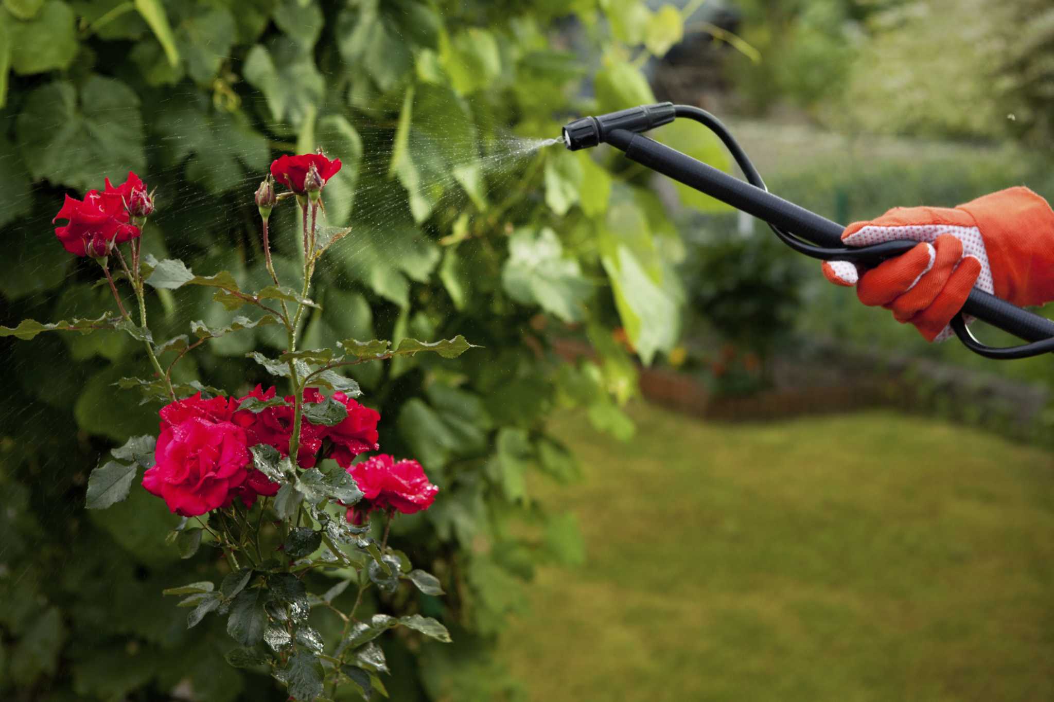 Can I Dust Rose Bushes With Sulfur Powder?