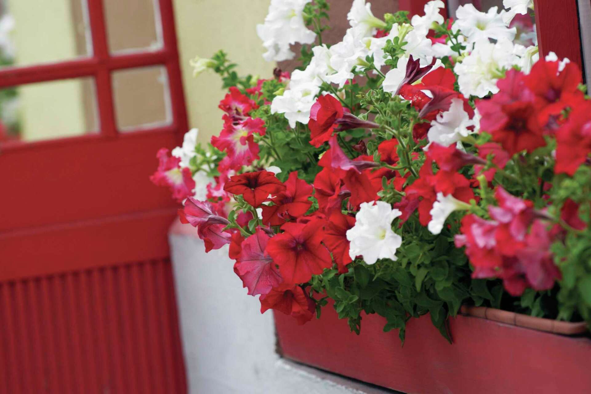 How to Repot Petunias