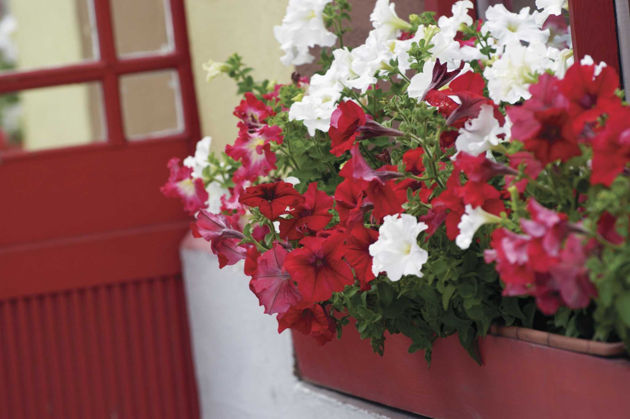 How to Mix Different Colors of Petunias