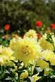 Garden Mum Diseases