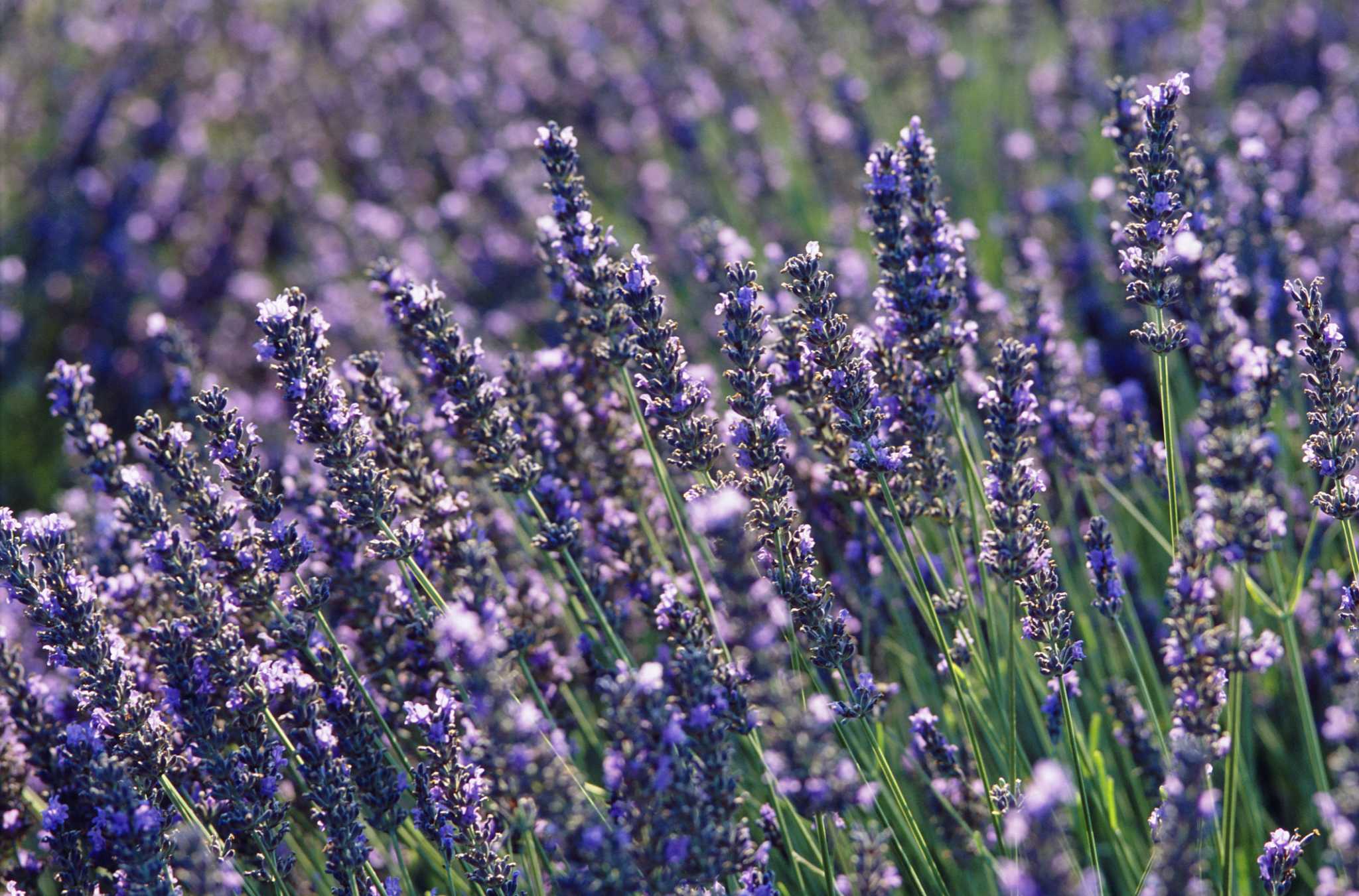 Can I Grow Lavender Indoors With LED Lights?