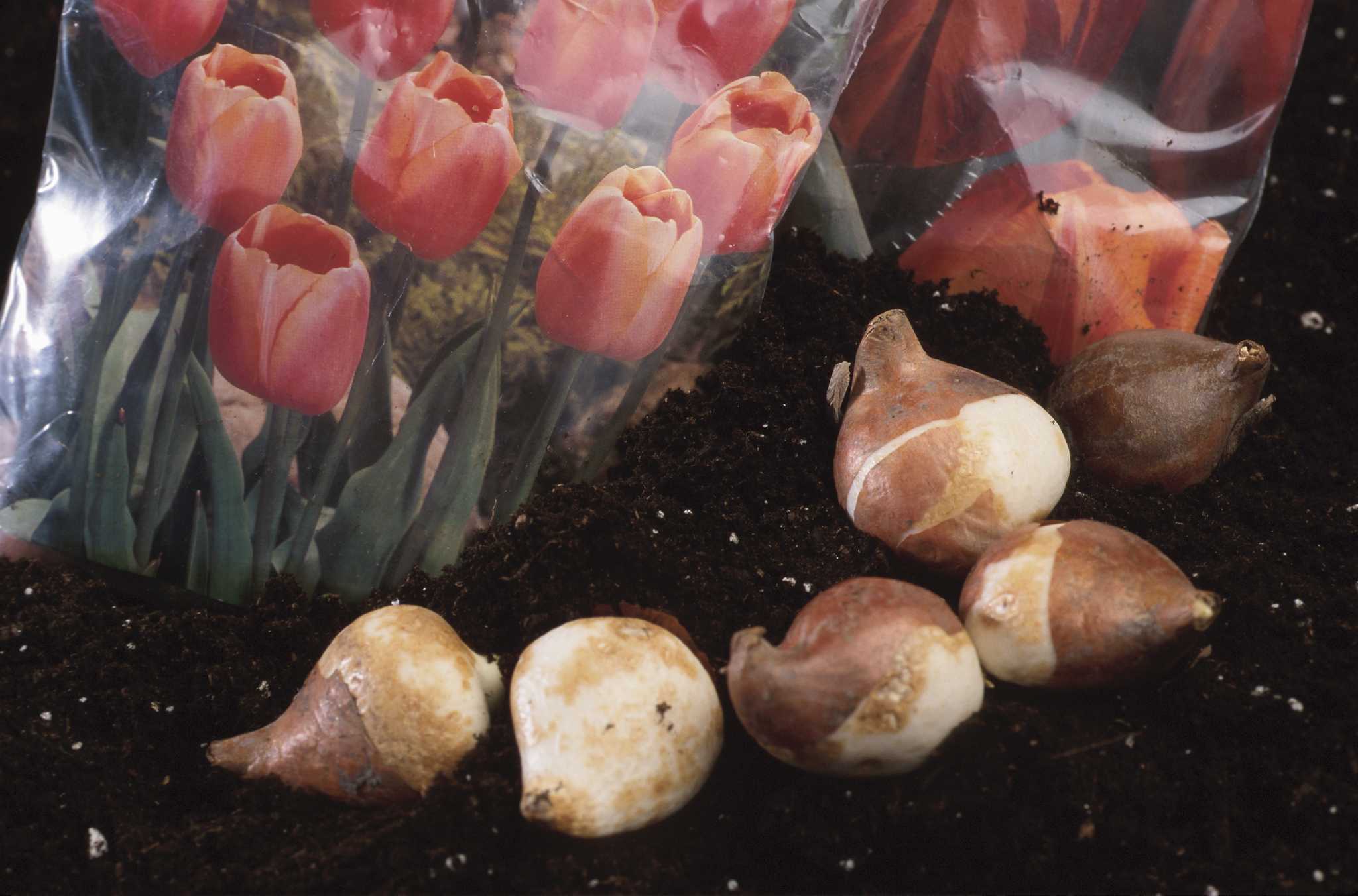 Garden Tips for Thinning Tulip Bulbs