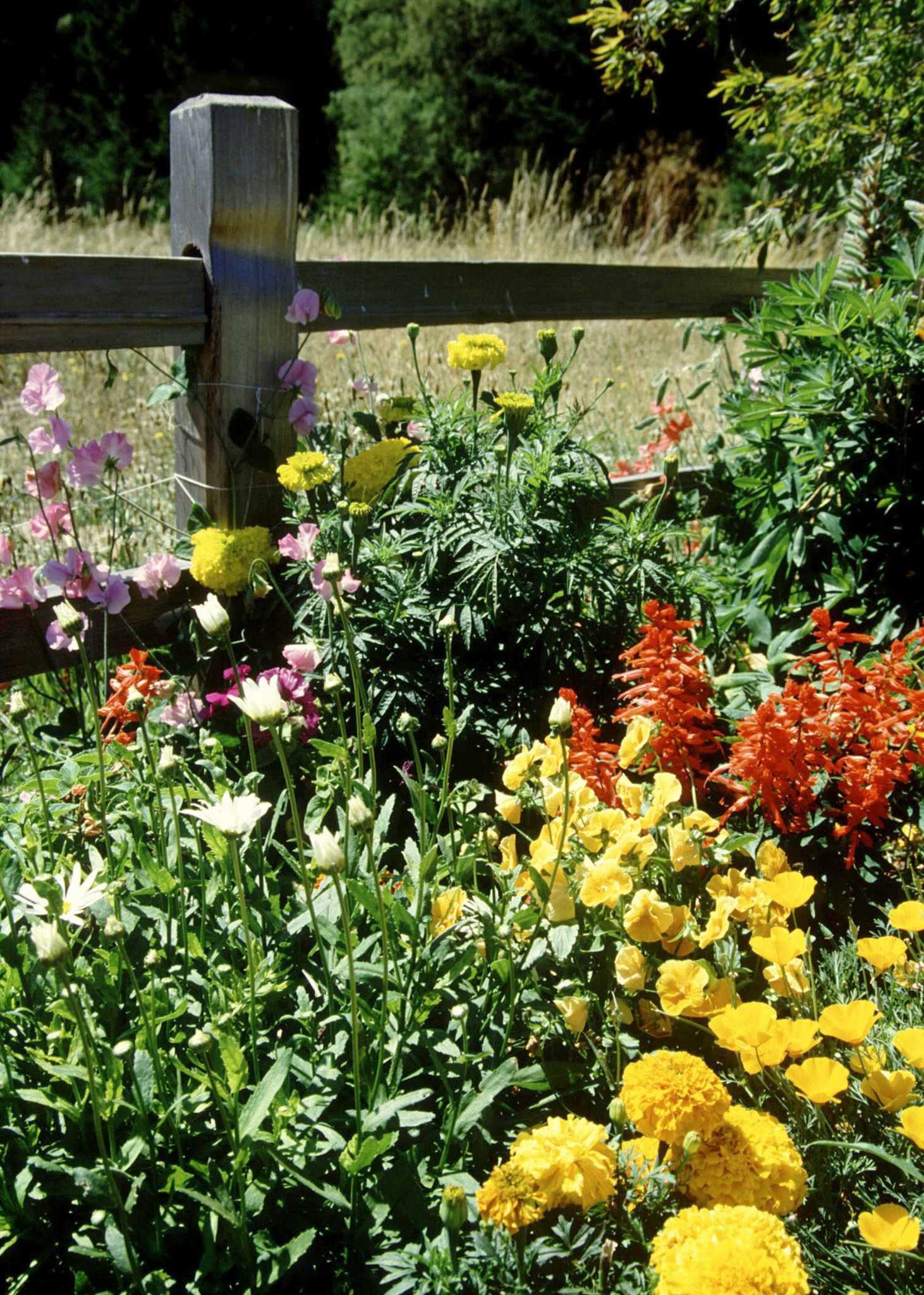 How to Garden by Treated Fence Posts
