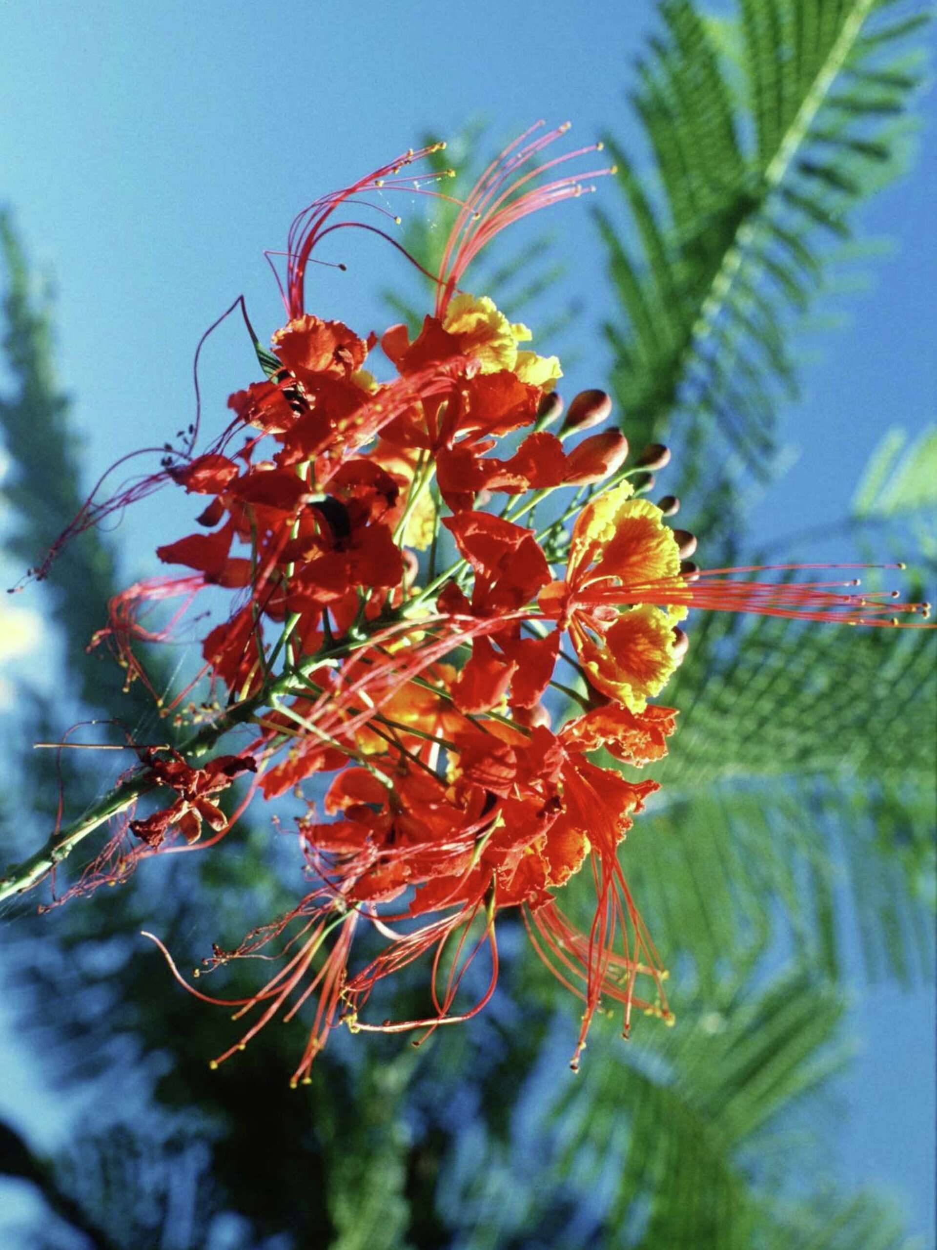 Caring for a Pride of Barbados Plant