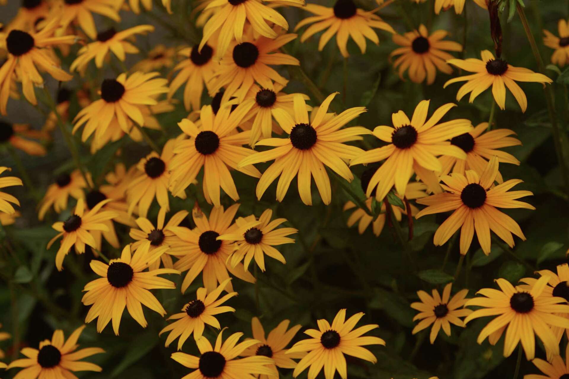 Types of Yellow Daisies With Black Centers