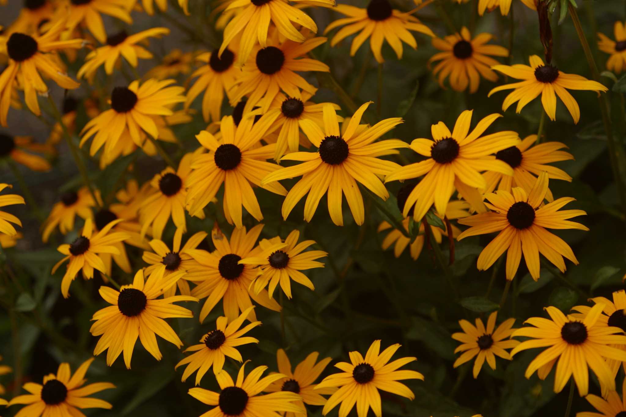 Types of Yellow Daisies With Black Centers