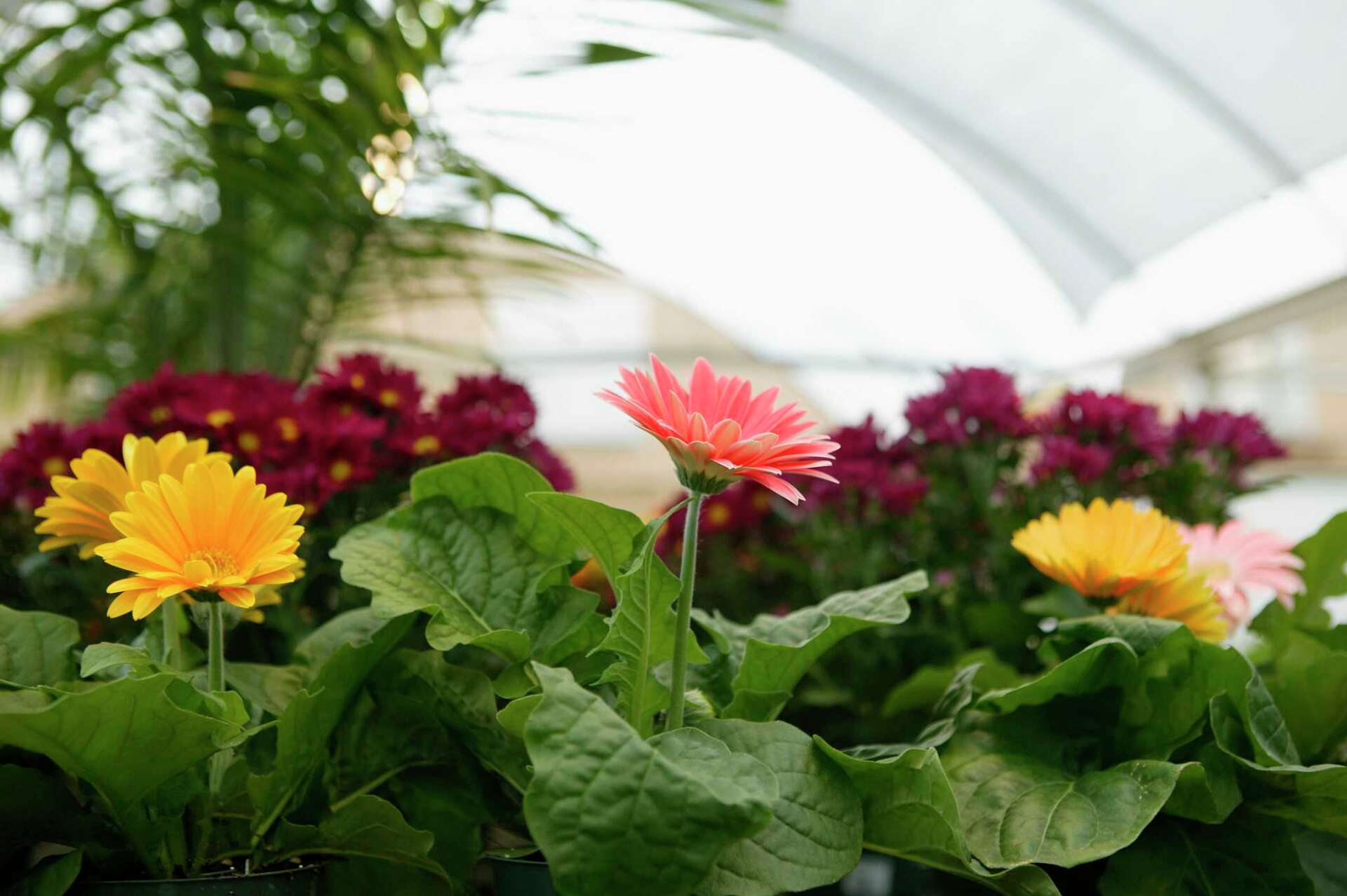 How to Propagate Gerbera
