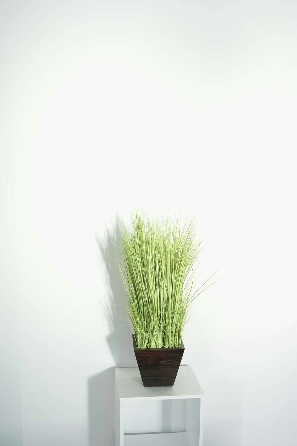 How to Grow Indoor Grass
