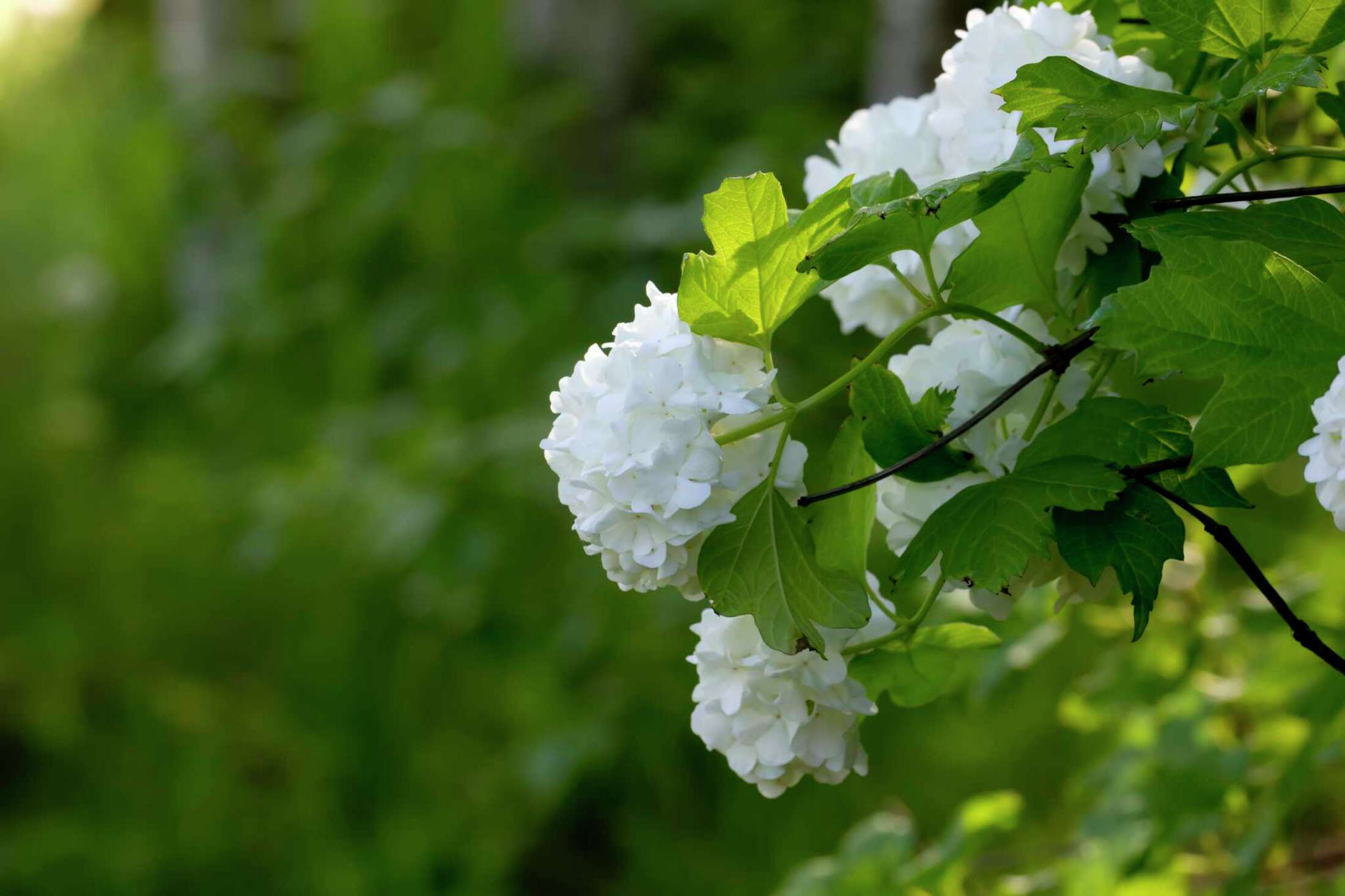 Can I Grow a Snowball Bush From a Branch?