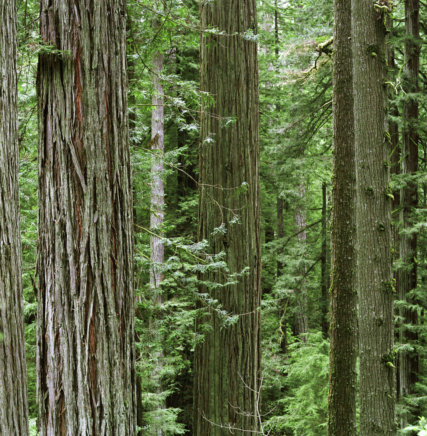 Shade Tolerant Vs. Intolerant Conifer Trees