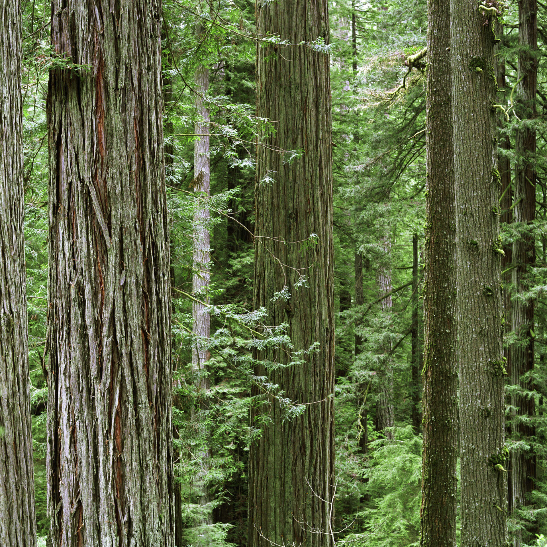 How to Germinate Douglas Fir Seeds