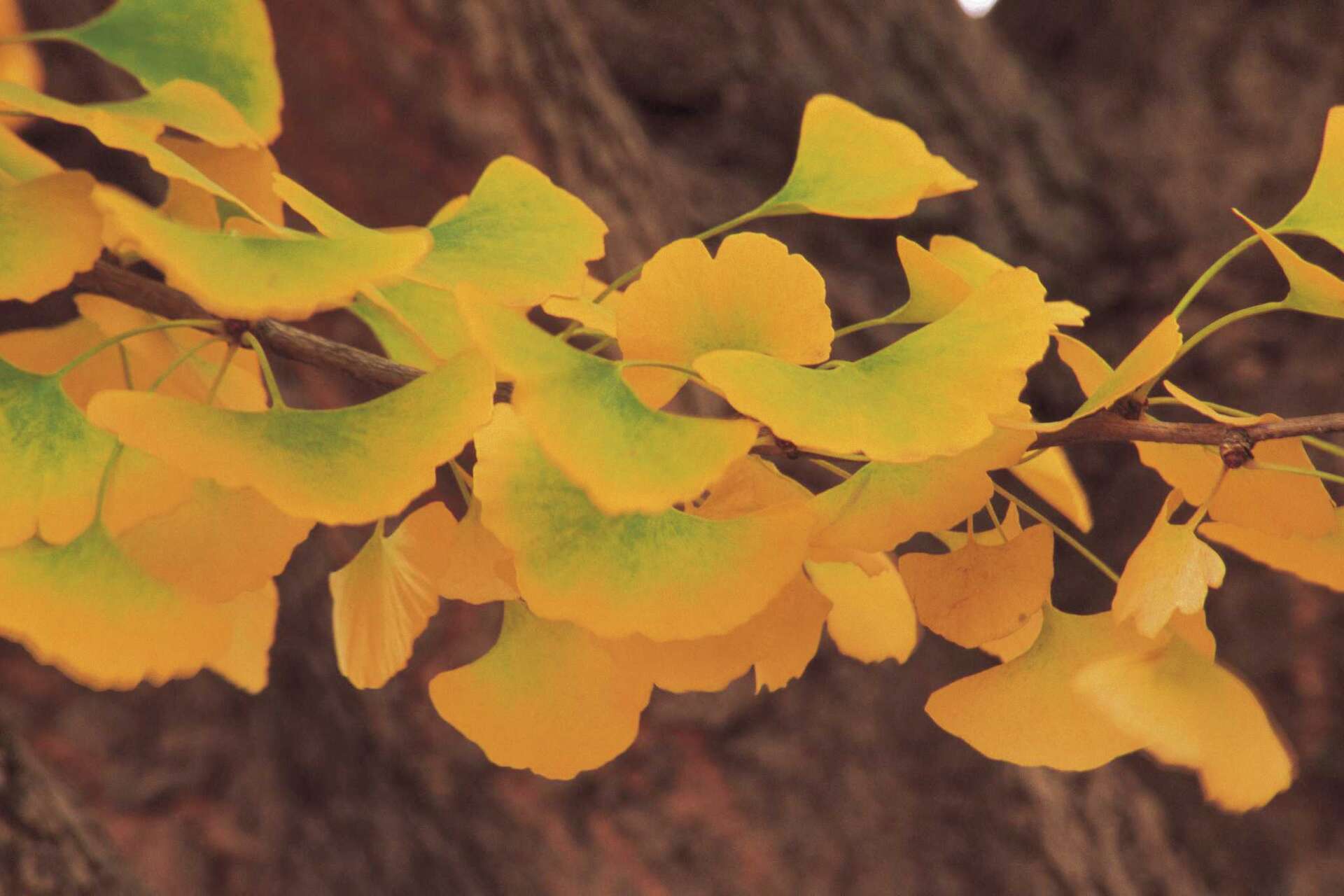 How to Germinate Ginkgo