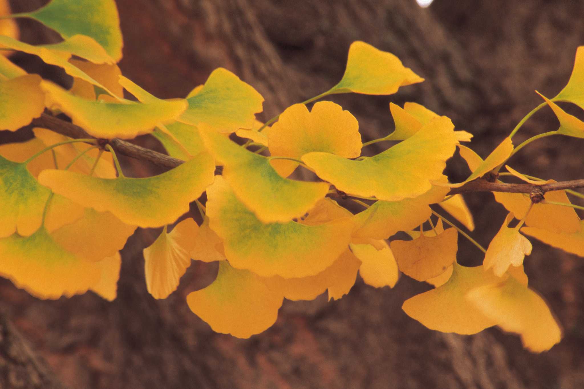 How to Germinate Ginkgo
