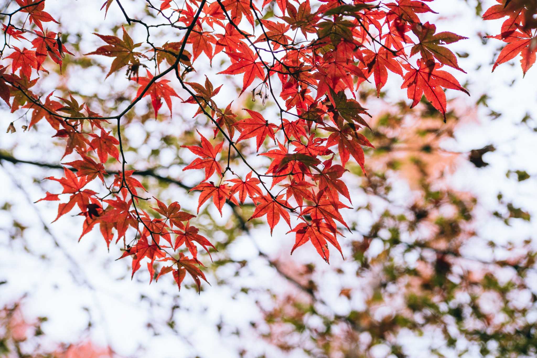 How to Germinate a Japanese Red Maple Seed