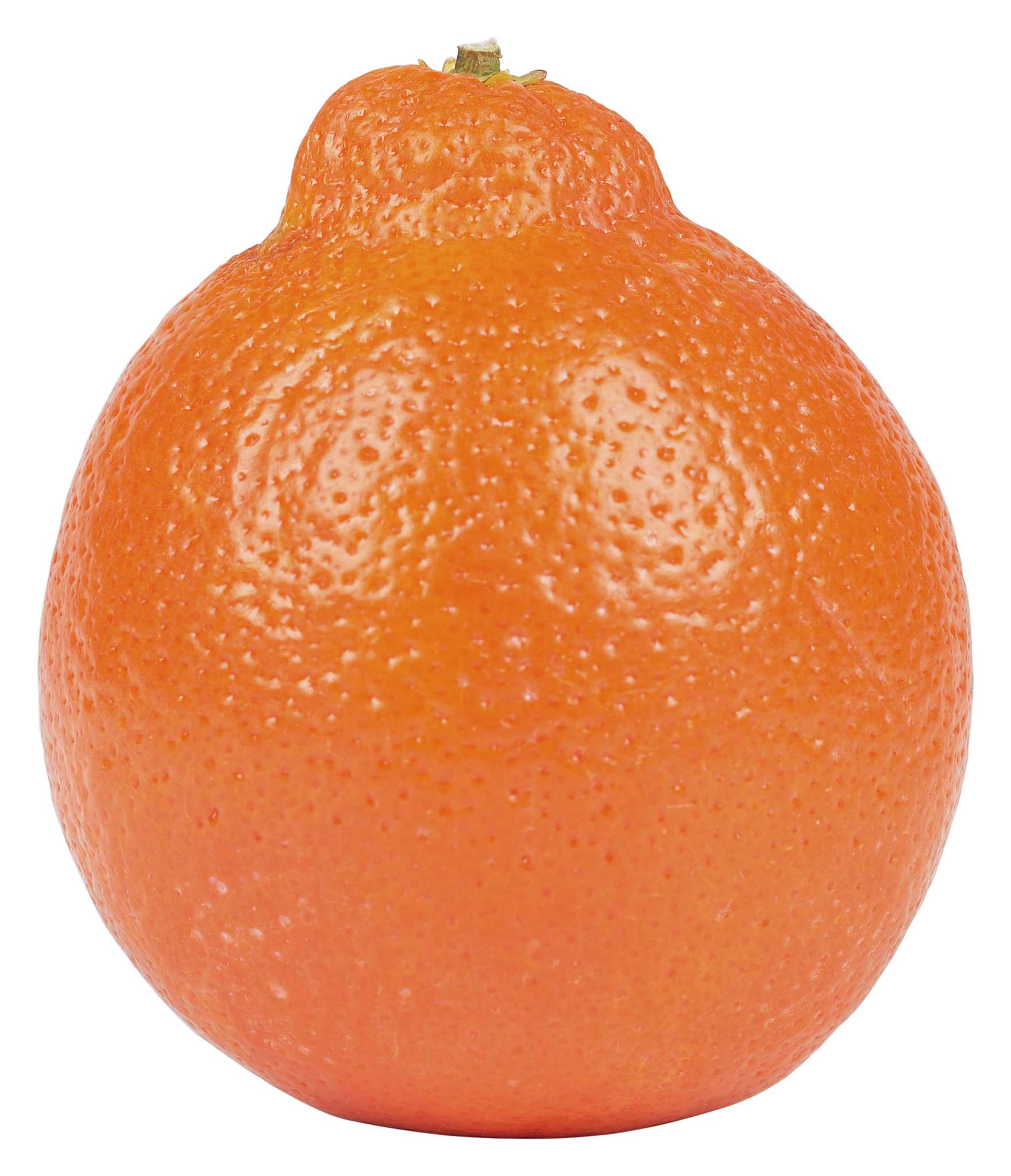 Honeybell Tree Pollination