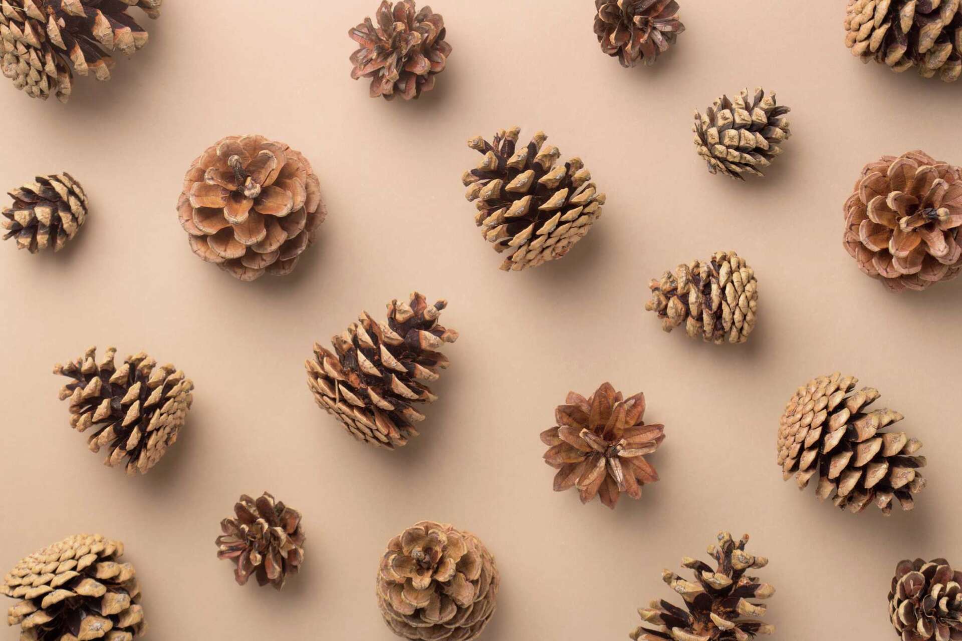 How to Germinate Pine Cone Seeds