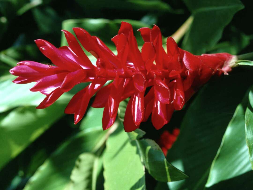 Growing Tips for Curcuma Ginger