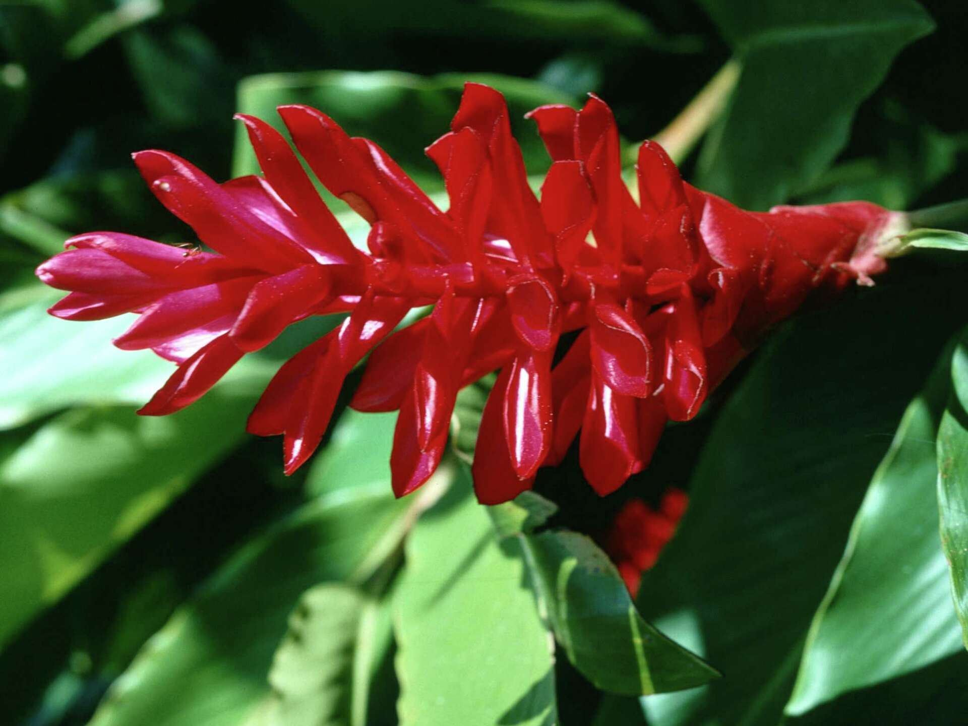 Growing Tips for Curcuma Ginger