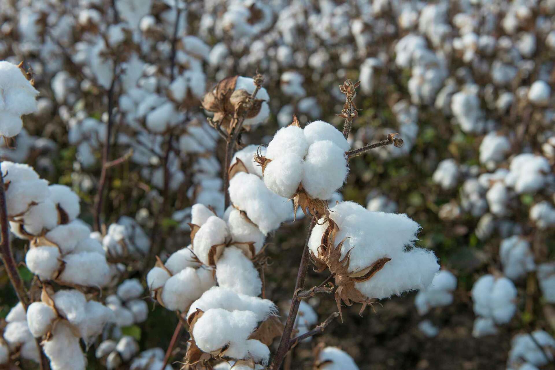 How to Germinate Seeds in Cotton Wool