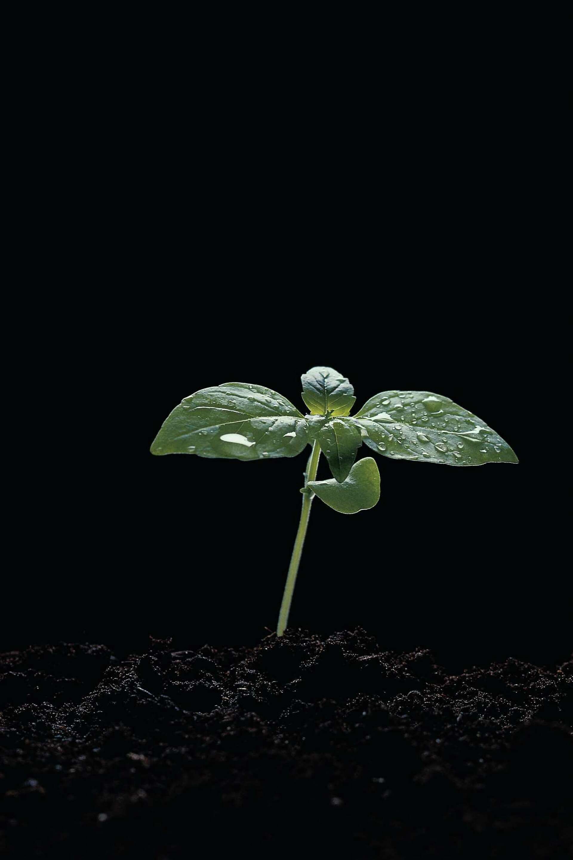 How to Use Bottom Heat to Propagate Your Cuttings