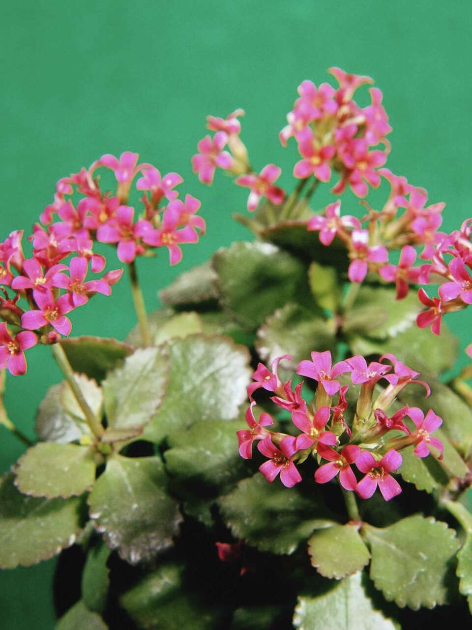 How to Identify Kalanchoes