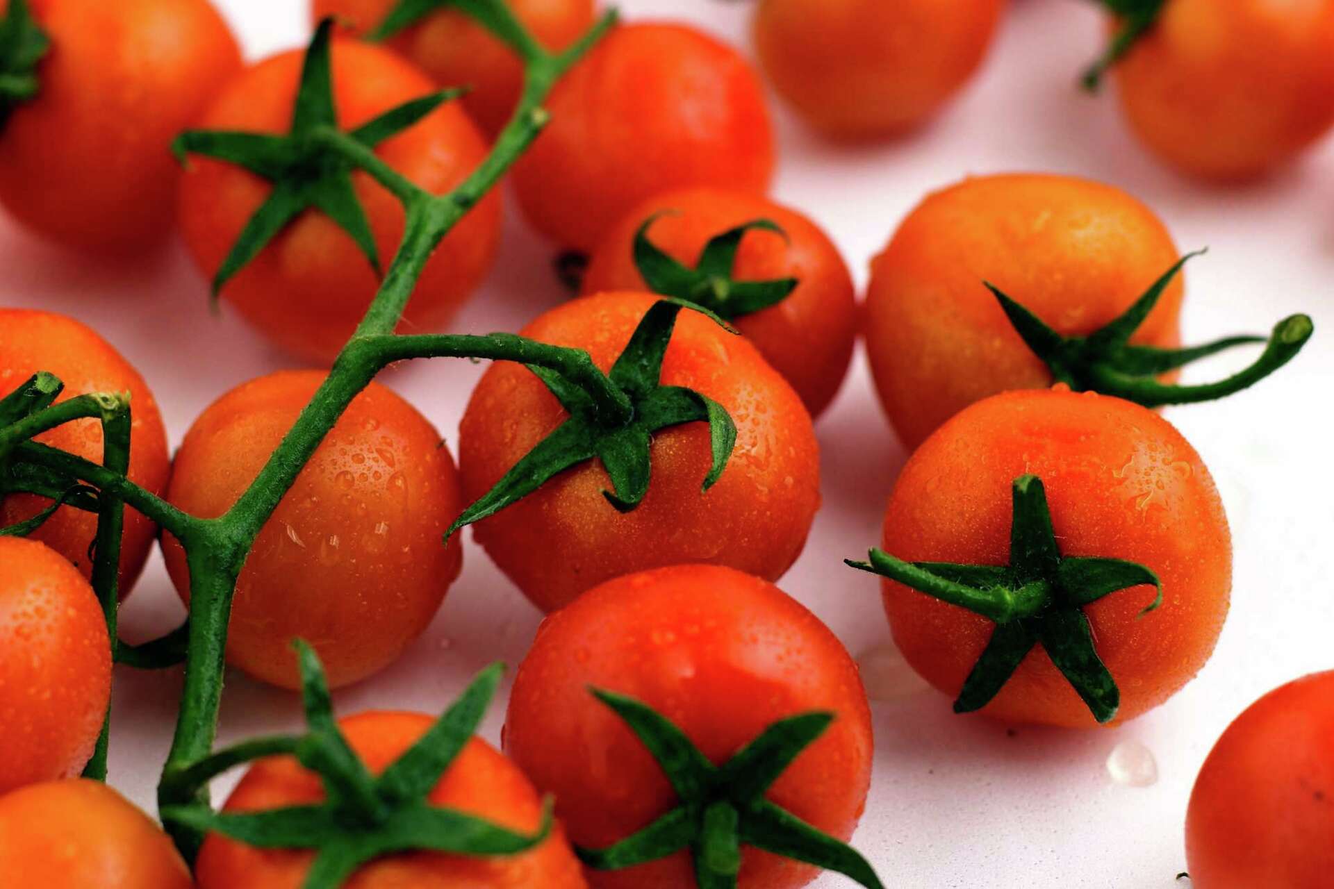 How to Germinate Tumbling Tom Tomato Seeds