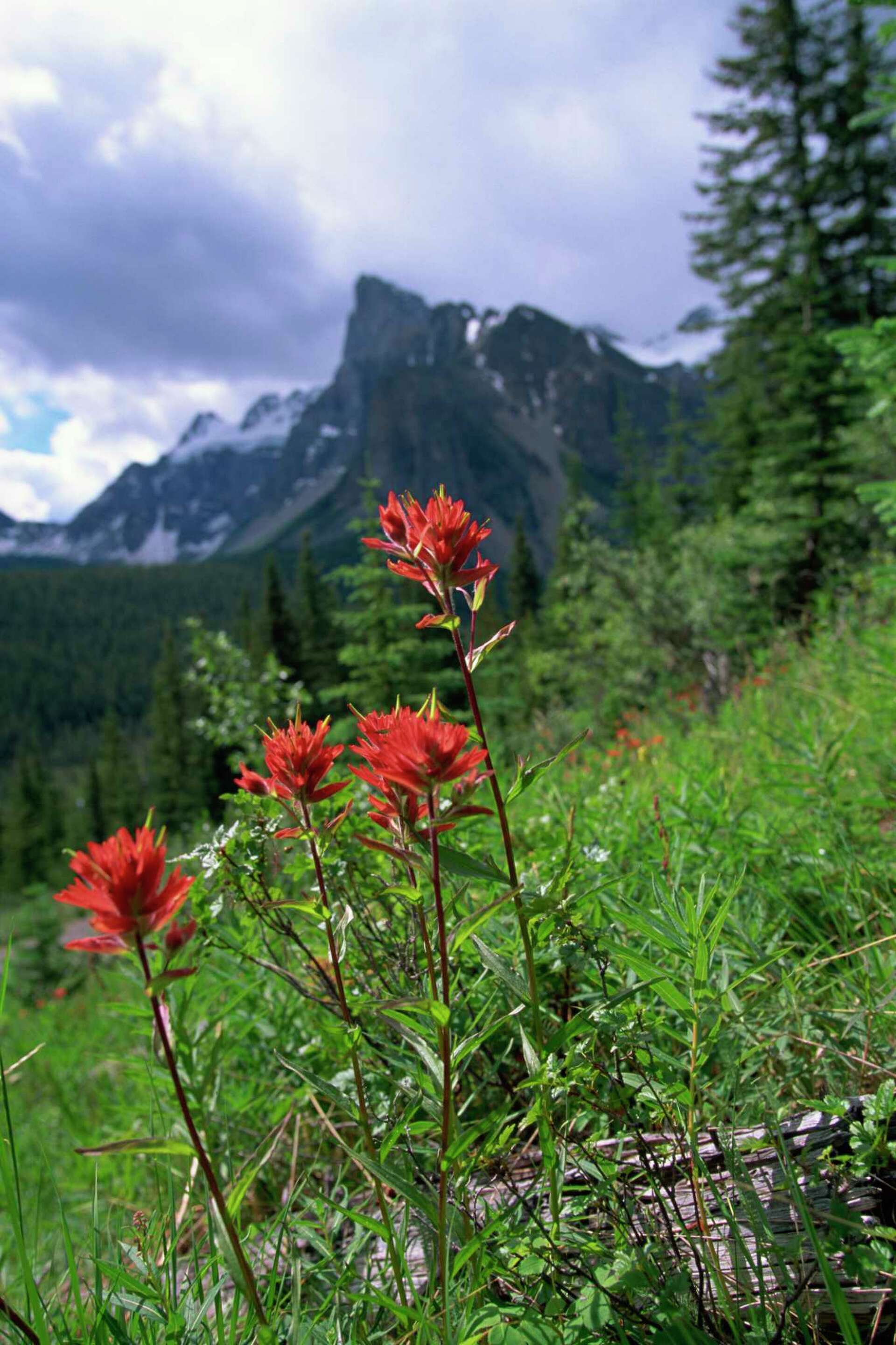Germinating Seeds of the Indian Paintbrush