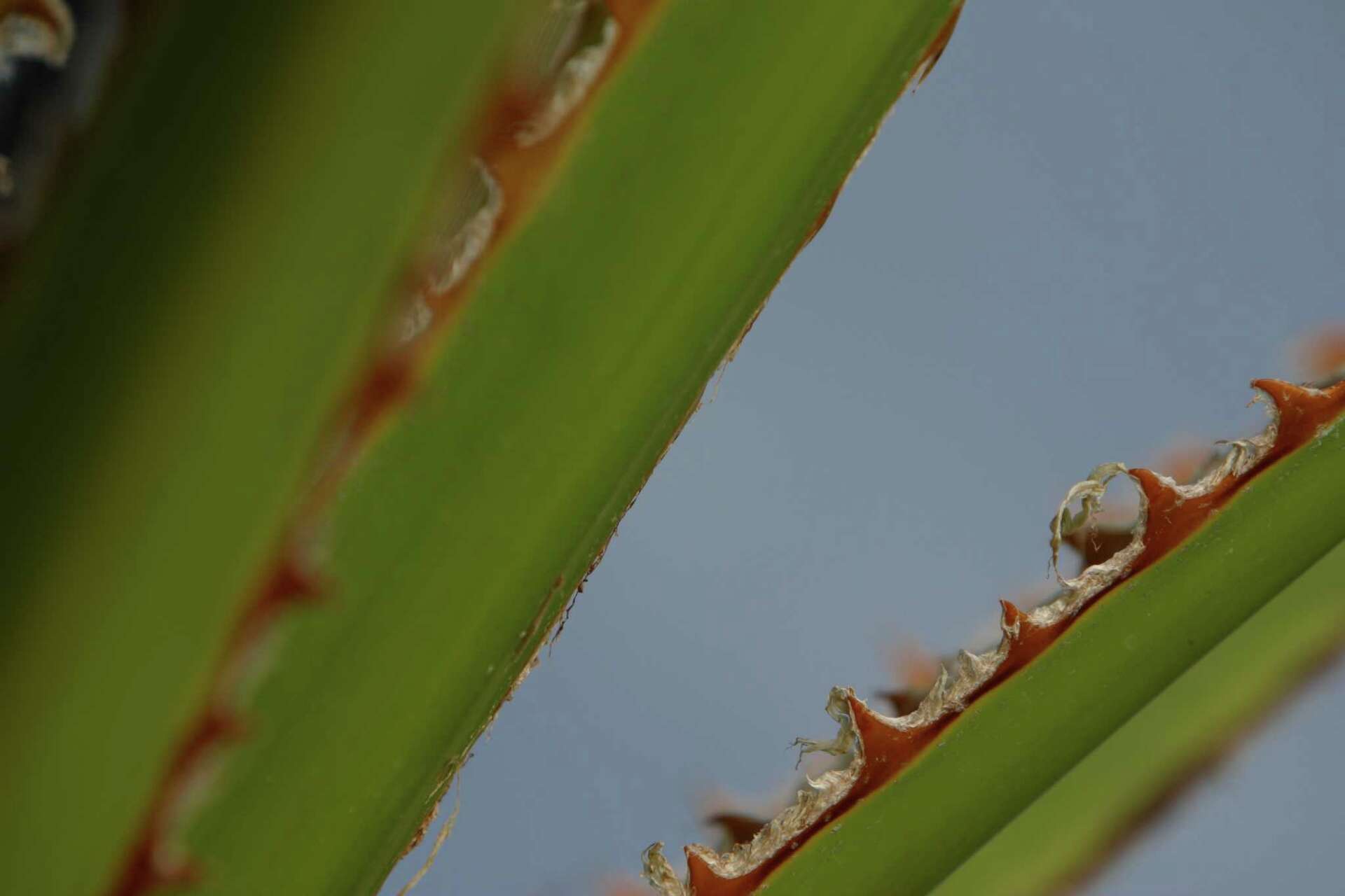 How to Plant Saw Palmetto Bushes